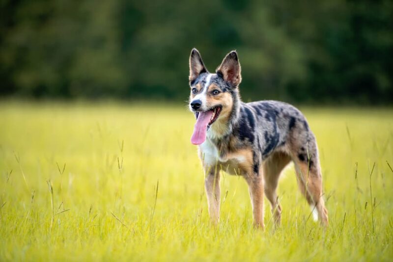 9 Australian Dog Breeds That Make the Best Mates | Great Pet Care