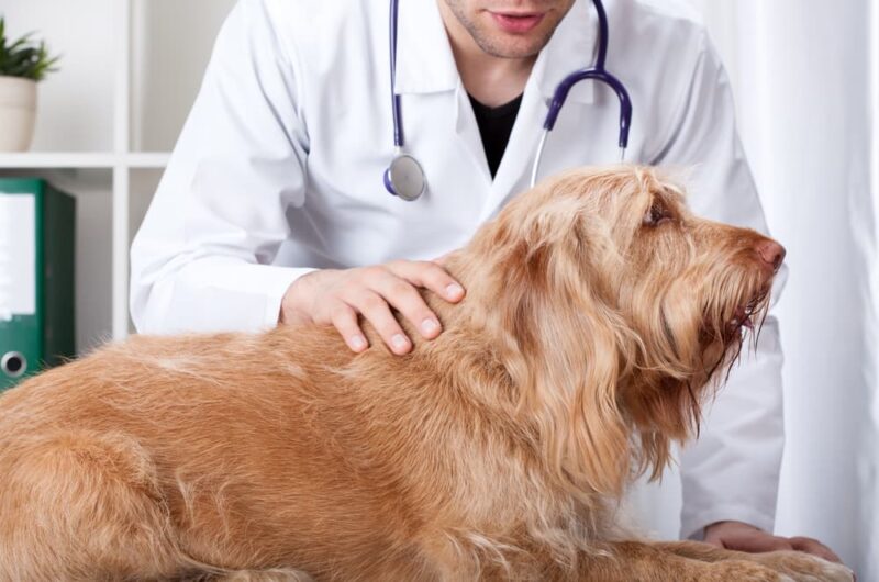 Epilepsy in Dogs | Great Pet Care