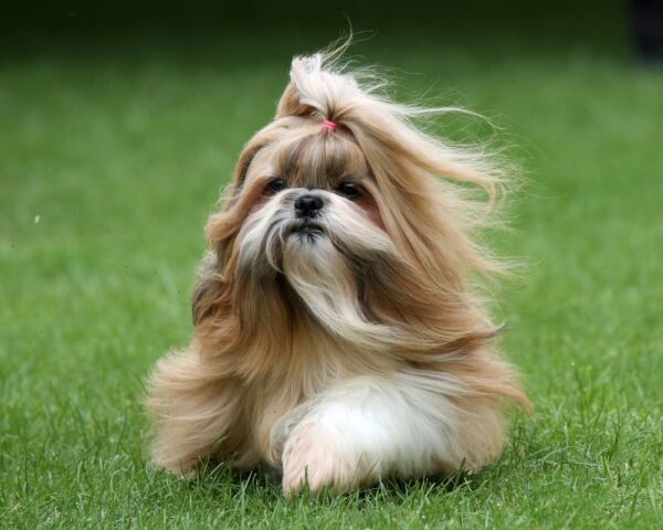 10 Low Energy Dog Breeds to Relax With | Great Pet Care