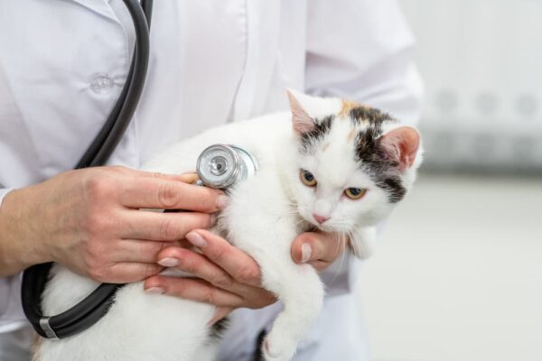 7 Symptoms of Intestinal Parasites in Cats | Great Pet Care