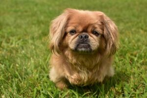 10 Low Energy Dog Breeds to Relax With | Great Pet Care