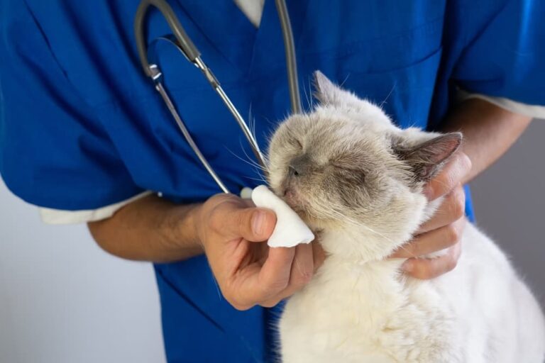 Runny Nose in Cats: 8 Causes to Consider | Great Pet Care