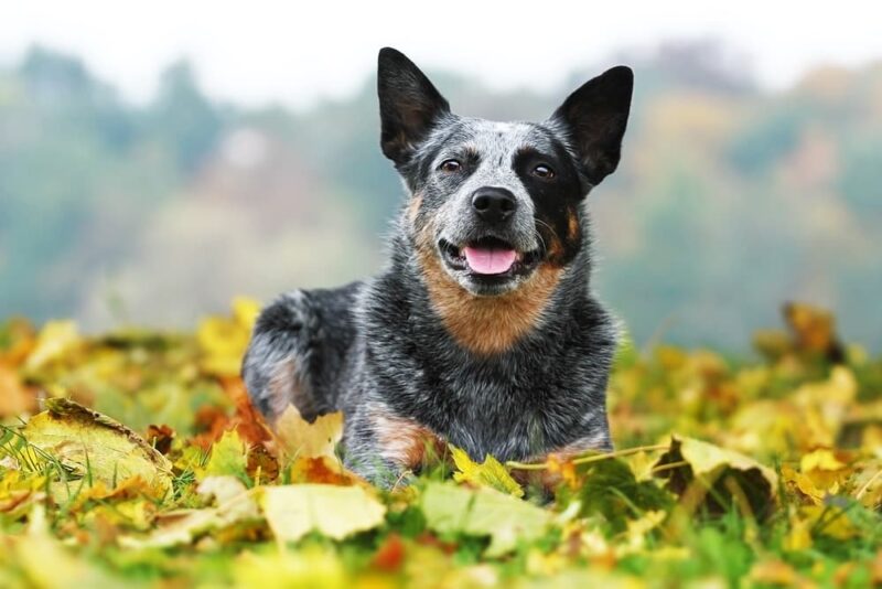 9 Australian Dog Breeds That Make the Best Mates | Great Pet Care
