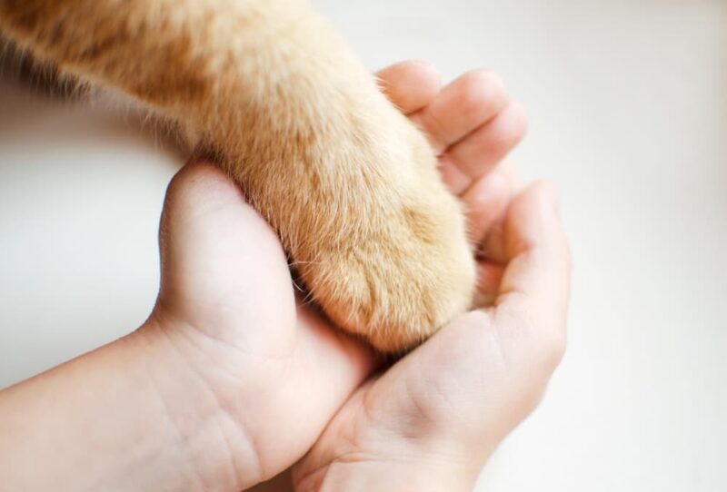 Pillow Foot in Cats | Great Pet Care