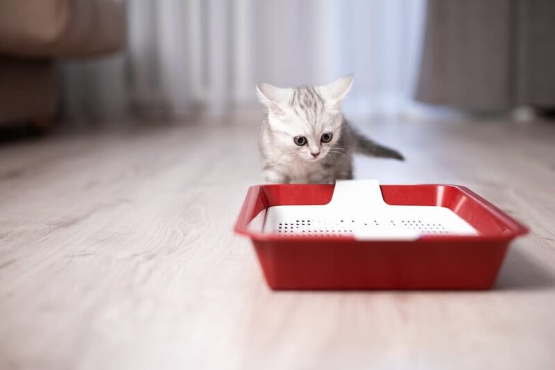 How to Litter Train a Kitten: 5 Steps and Valuable Tips | Great Pet Care