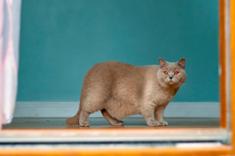 Cat Obesity: Risks, Symptoms and Solutions | Great Pet Care
