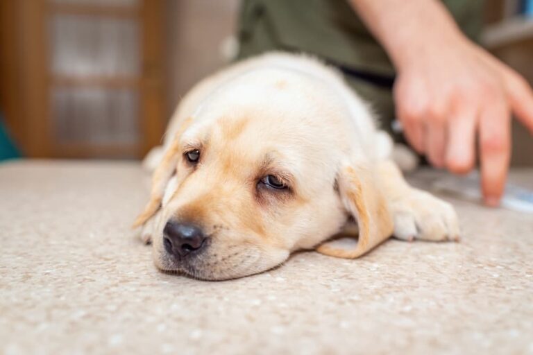 Can Dogs Get Food Poisoning? | Great Pet Care