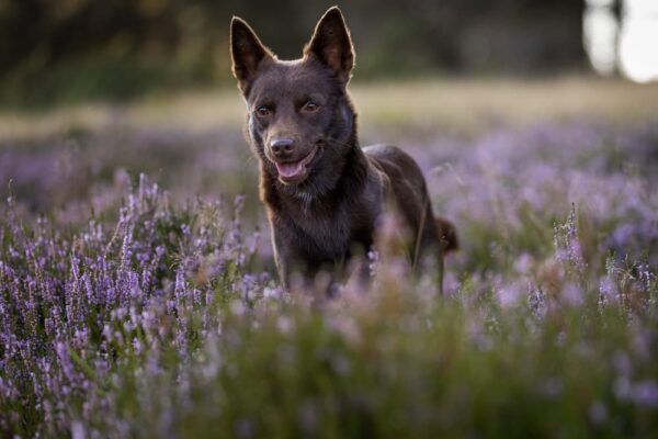 9 Australian Dog Breeds That Make the Best Mates | Great Pet Care