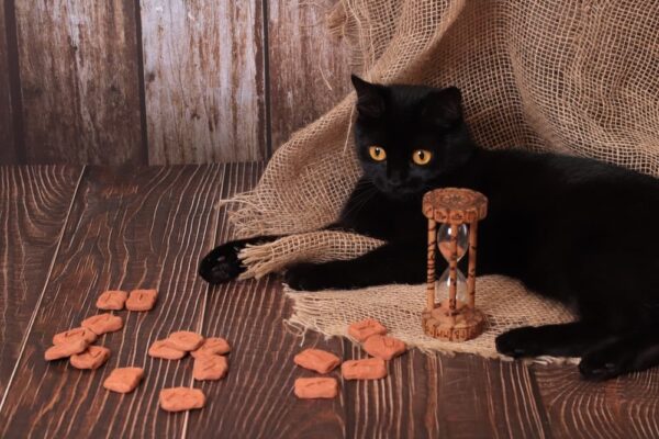 200 Food Names for Cats You'll Eat Right Up | Great Pet Care