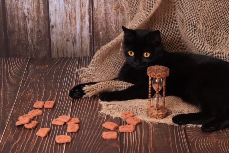 153 Spanish Cat Names for Vibrant Gatos | Great Pet Care