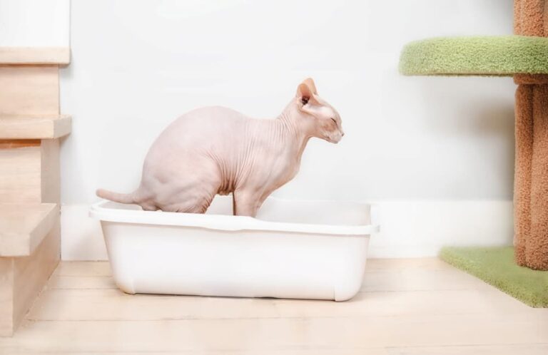 My Cat Can't Pee: 7 Causes and Treatments | Great Pet Care