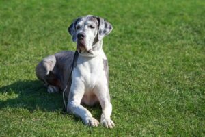 10 Low Energy Dog Breeds to Relax With | Great Pet Care