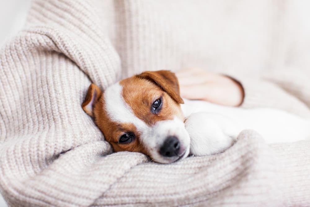 Signs of Poisoning in Dogs | Great Pet Care