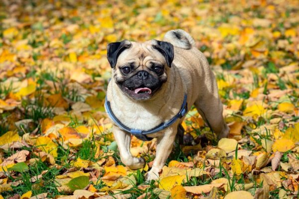 10 Low Energy Dog Breeds to Relax With | Great Pet Care