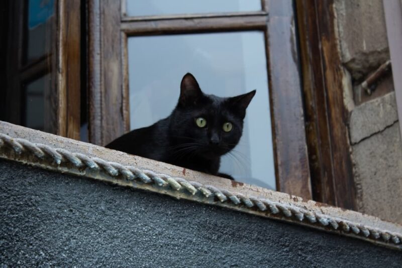 168 Gothic Cat Names for Your Mysterious Feline | Great Pet Care