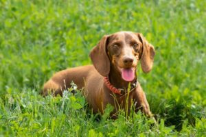12 Dogs With Long Ears | Great Pet Care
