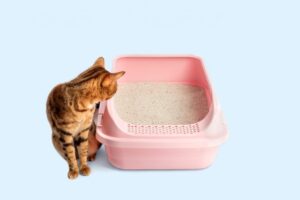 My Cat Can't Pee: 7 Causes and Treatments | Great Pet Care