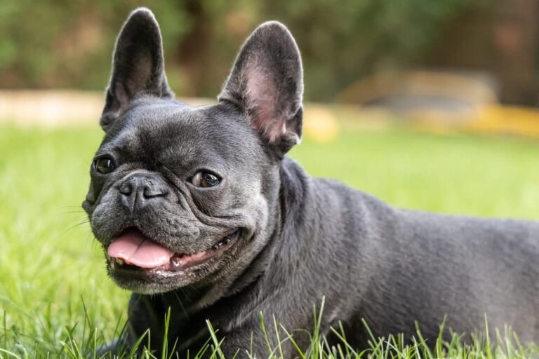 10 Low Energy Dog Breeds to Relax With | Great Pet Care