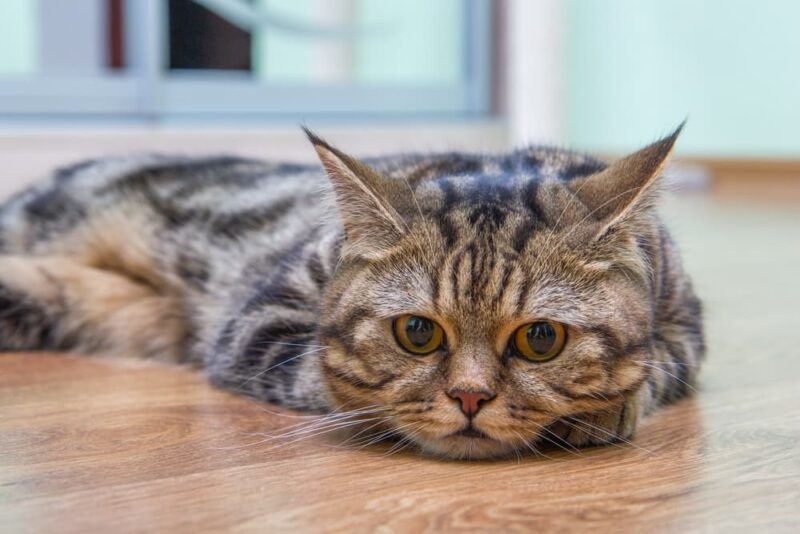 7 Symptoms of Intestinal Parasites in Cats | Great Pet Care