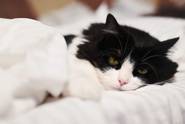 7 Symptoms of Intestinal Parasites in Cats | Great Pet Care