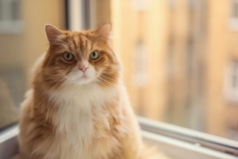 Warbles in Cats | Great Pet Care
