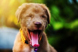 12 Noises That Freak Dogs Out | Great Pet Care