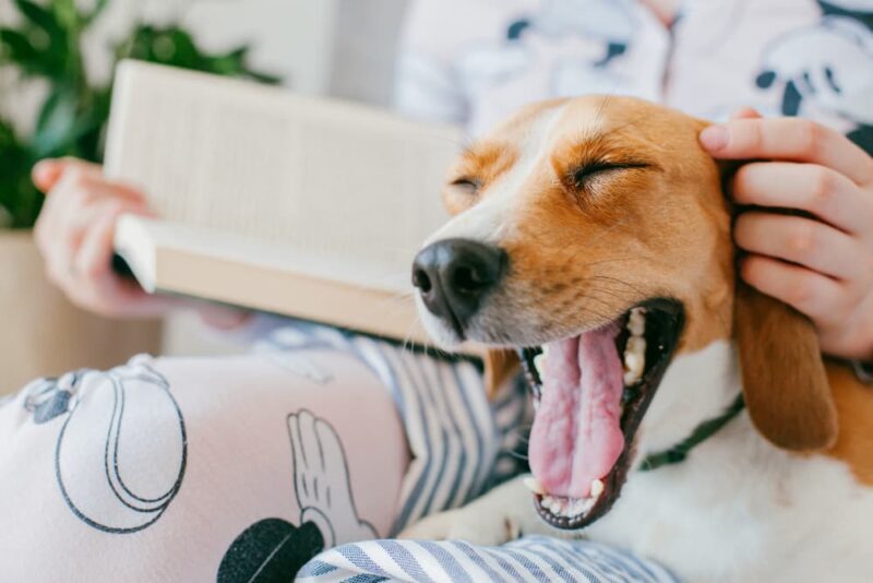 Why Do Dogs Yawn? | Great Pet Care