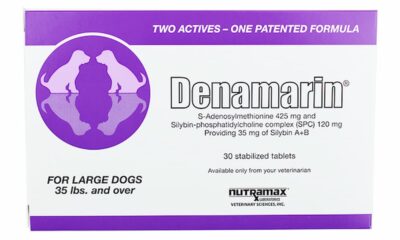 5 Beneficial Liver Supplements for Dogs | Great Pet Care