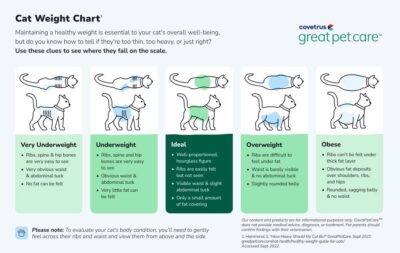 Is My Cat Overweight? 7 Ways to Tell | Great Pet Care