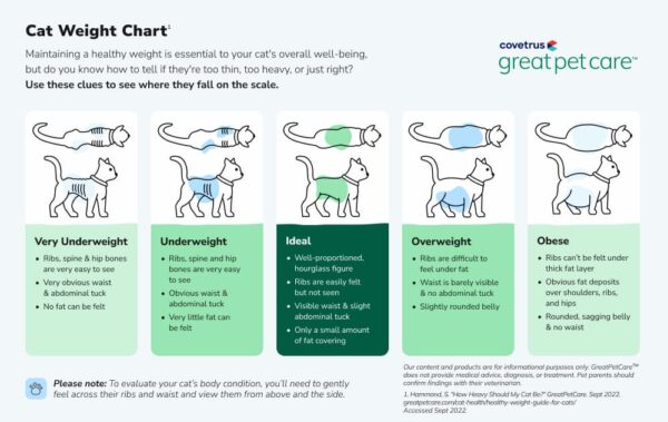 How to Help a Cat Lose Weight: 8 Things to Try | Great Pet Care