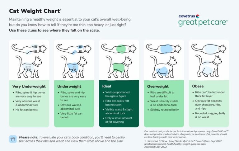 How Heavy Should My Cat Be? | Great Pet Care