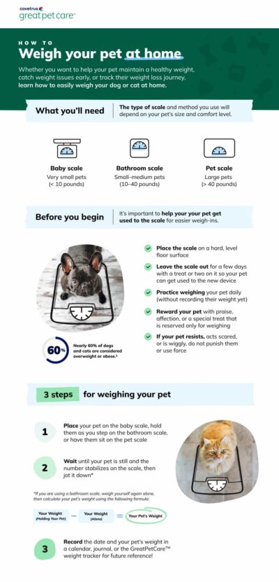 How to Weigh Your Pet at Home | Great Pet Care