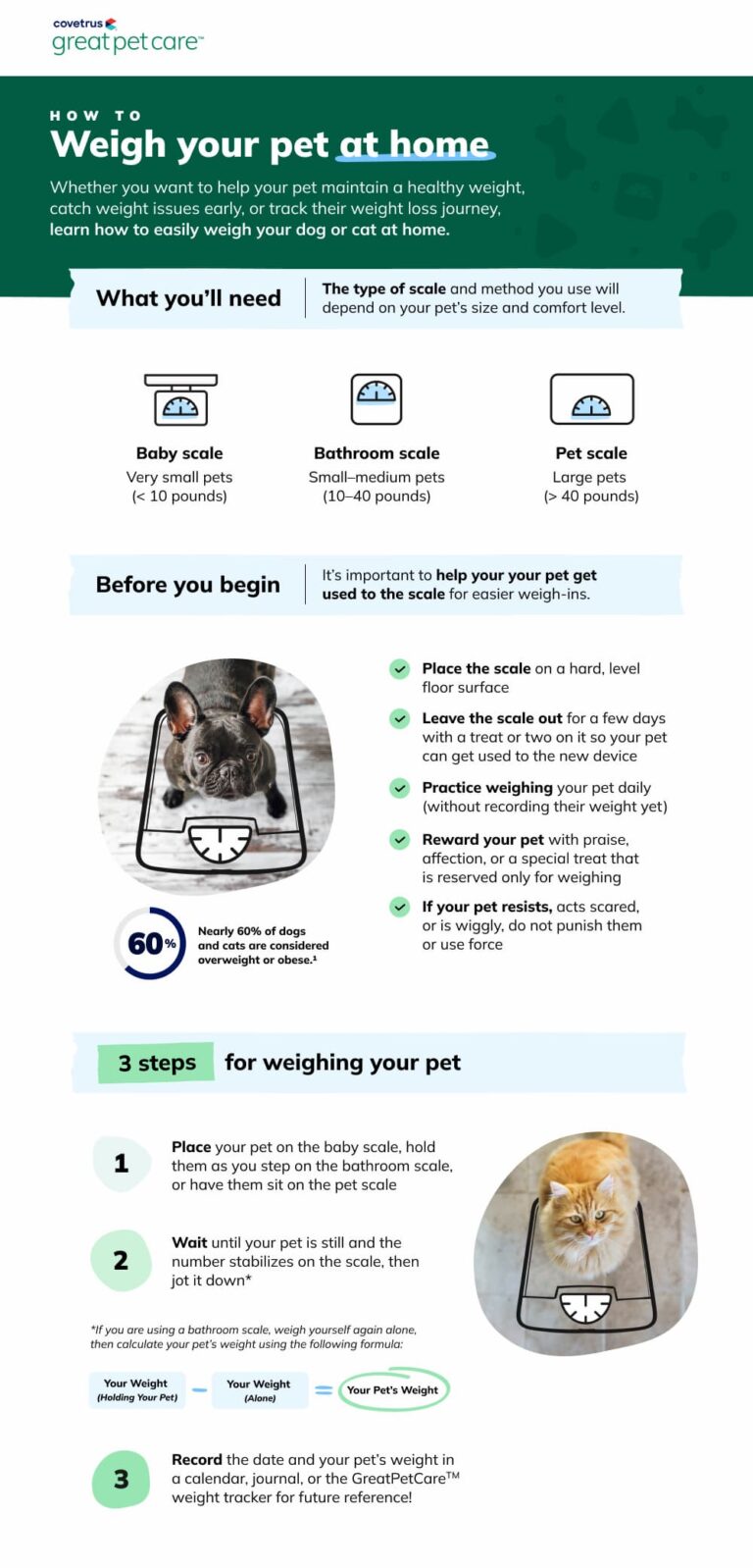How to Weigh Your Pet at Home | Great Pet Care
