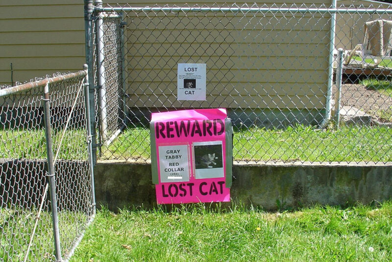 How to Find a Lost Cat: 6 Tips for Reuniting | Great Pet Care