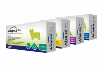 7 Dog Allergy Medications Prescribed By Vets | Great Pet Care