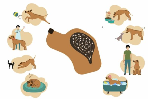 Do Dogs Have a Sense of Time? | Great Pet Care