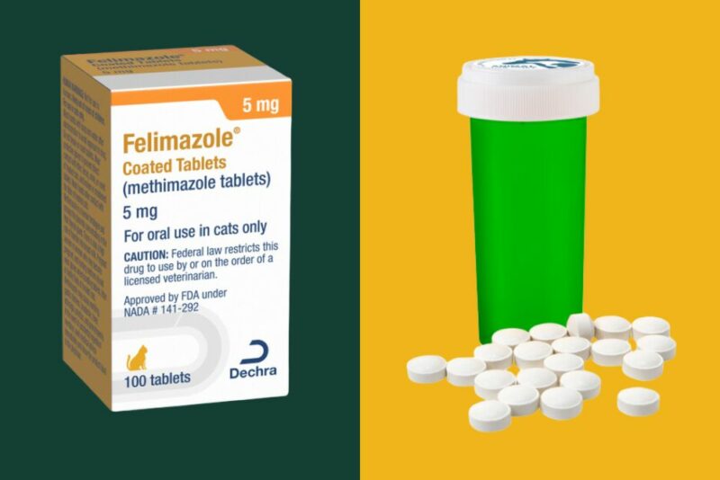 Felimazole vs. Methimazole for Cats: Comparison Guide | Great Pet Care