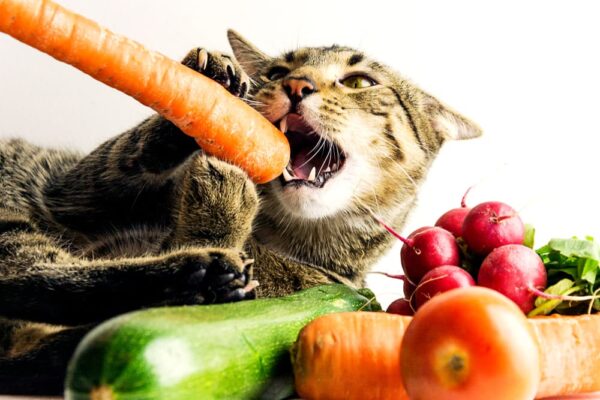 Can Cats Eat Corn? | Great Pet Care