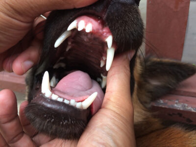 Dog Tooth Extraction: Procedure and Costs | Great Pet Care