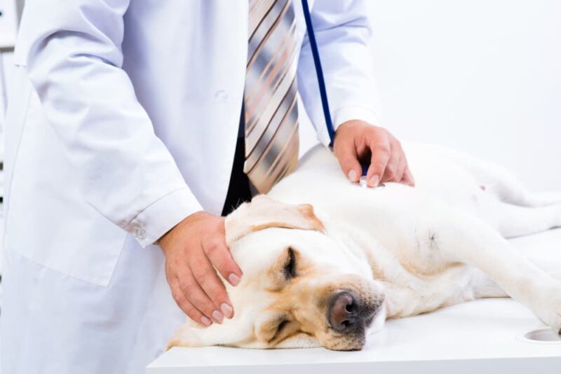 Sepsis in Dogs | Great Pet Care