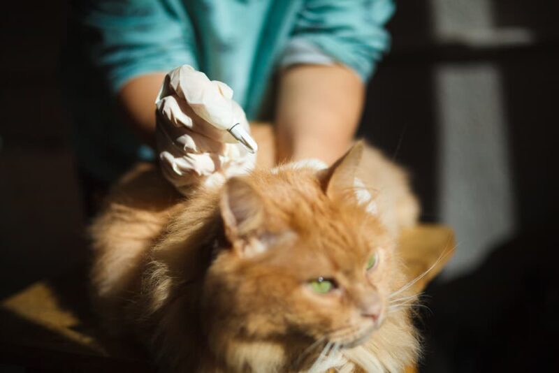 How to Put Flea Medicine on a Cat | Great Pet Care