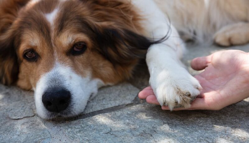 Dog Nail Bleeding: Causes and How to Stop It | Great Pet Care