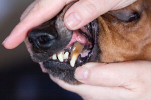 Dog Tooth Extraction: Procedure and Costs | Great Pet Care