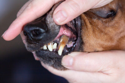 Dog Tooth Extraction: Procedure and Costs | Great Pet Care