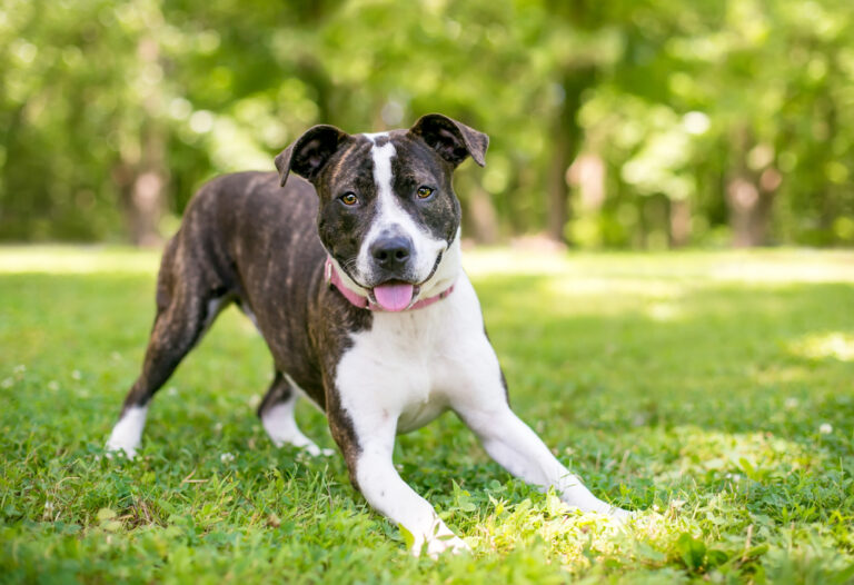 Dog Memory: How Much Do Dogs Remember? | Great Pet Care