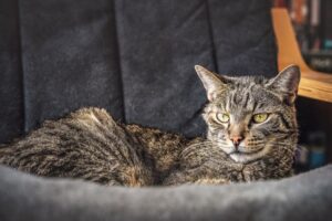 Cisapride for Cats | Great Pet Care