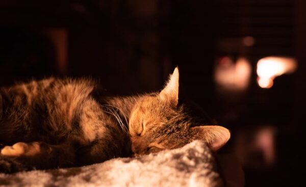 Do Cats Sleep at Night? | Great Pet Care