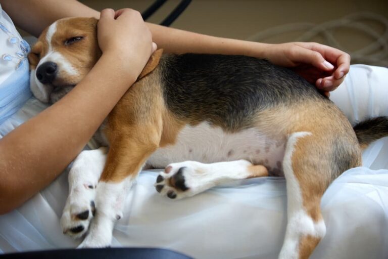 Dog Pinched Nerve: Causes and How to Help | Great Pet Care