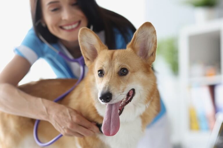 Signs of Heart Disease and Heart Failure in Dogs | Great Pet Care