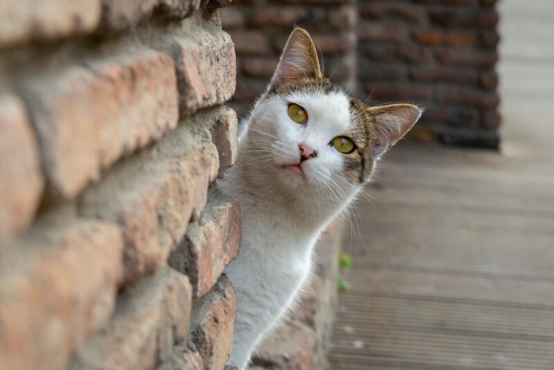 How to Find a Lost Cat: 6 Tips for Reuniting | Great Pet Care